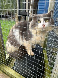 Home - Lancaster and Morecambe Cat Rescue