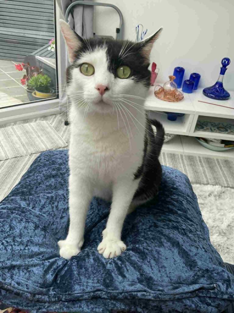 Cats looking for their forever homes - Lancaster and Morecambe Cat Rescue